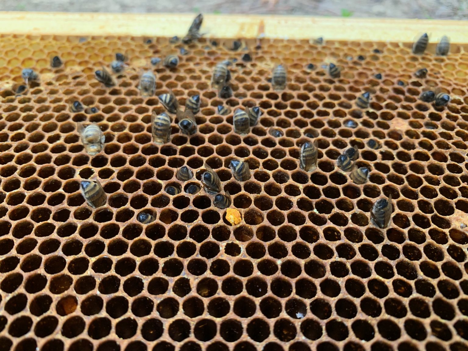 Honey Bee Starvation - Backyard Beekeeping